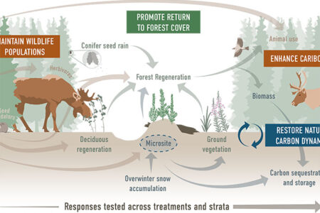 Boreal Ecosystem Recovery and Assessment – A Multi-sectoral Research ...